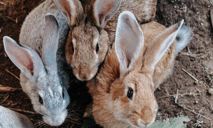 How Many Rabbits Can Live Together In One Cage? (Bonding Guide)