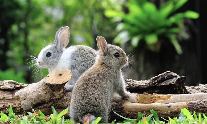 How to Attract Rabbits: A Simple Guide for Your Backyard (12 Tips)