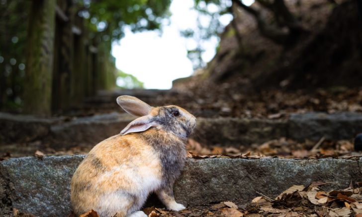Can Rabbits Climb (Trees, Fences, Walls, Stairs)? Uncovered