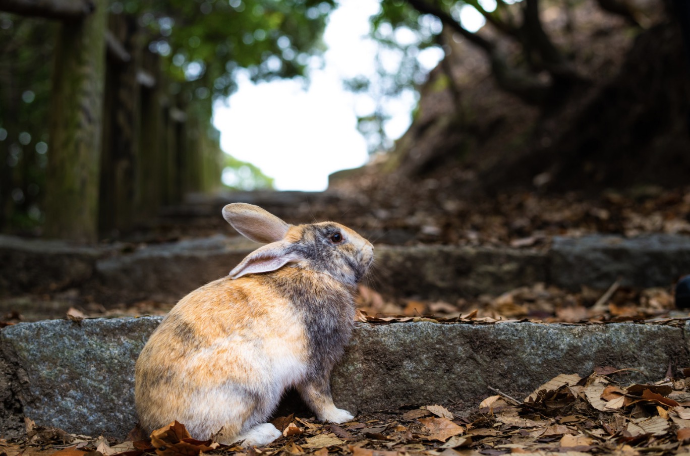 Can Rabbits Climb (Trees, Fences, Walls, Stairs)? Uncovered