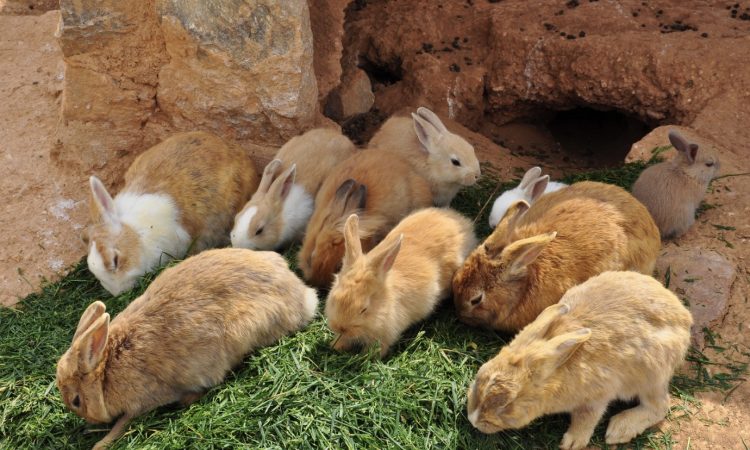 When Do Rabbits Stop Growing? (Understanding Their Life Stages)