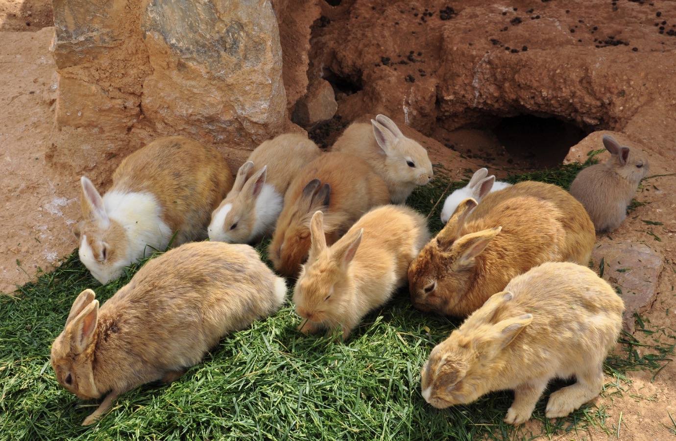 When Do Rabbits Stop Growing? (Understanding Their Life Stages)