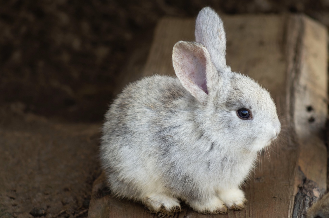 Do Rabbits Have Good Hearing? Unveiling the Truth (Rabbit Senses)