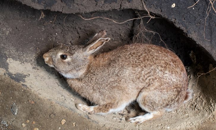Do Rabbits Burrow? Understanding Their Habits (Guide for Pet Owners)
