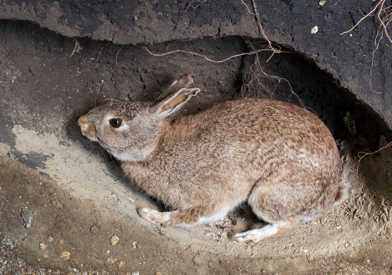 Do Rabbits Burrow? Understanding Their Habits (Guide for Pet Owners)