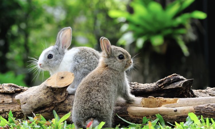Can Rabbits Get Worms? (A Simple Guide to Parasites in Bunnies)