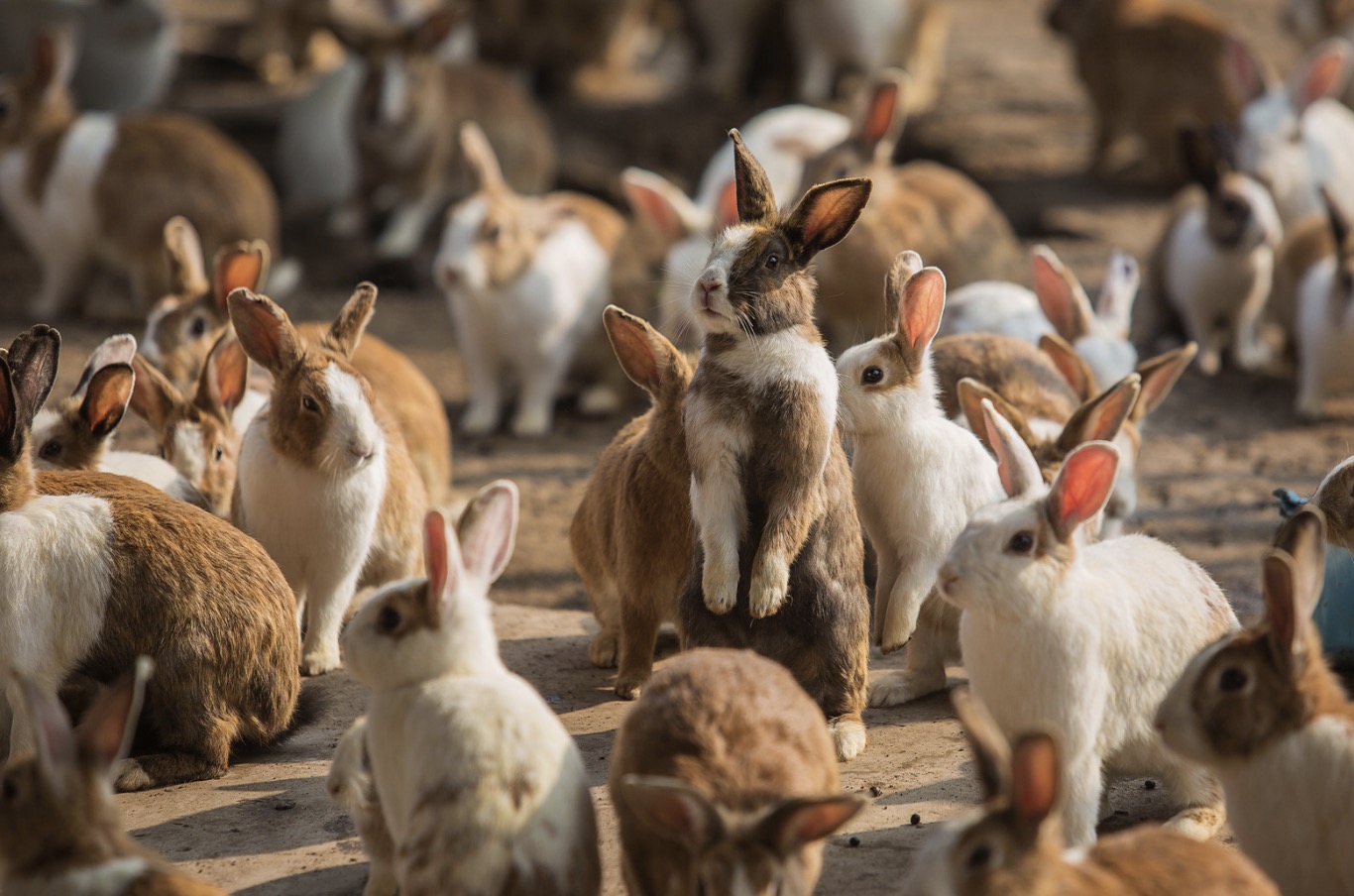 Do Rabbits Like Music? (Exploring a Bizarre Bunny Behavior)