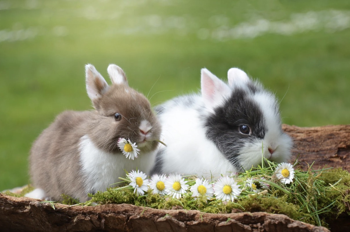 What is the Smallest Rabbit Breed? (Discover Mini Bunnies)